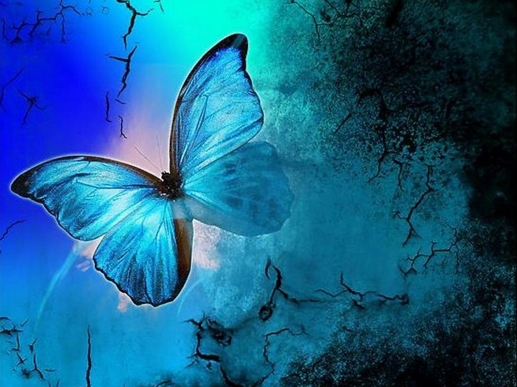 Butterfly Wallpaper ~ picture for wallpaper
