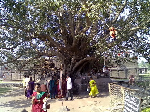 SRI VIJAYAGANAPATHI: Religious and Medicinal plants -3 ASWATHA VRUKSHAM ...