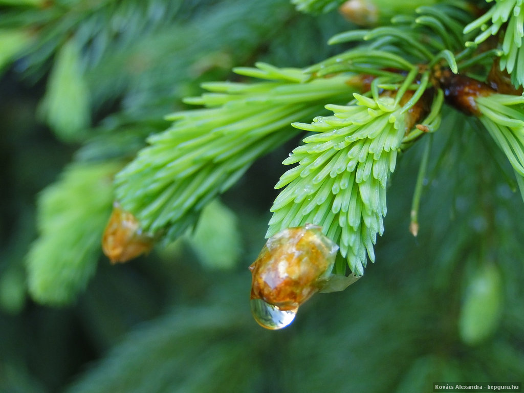 Hív a természet!: A fenyőfa