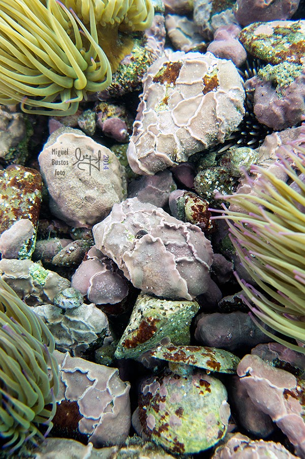 Naturaleza y Fotografía en Motril: Lithophyllum incrustans