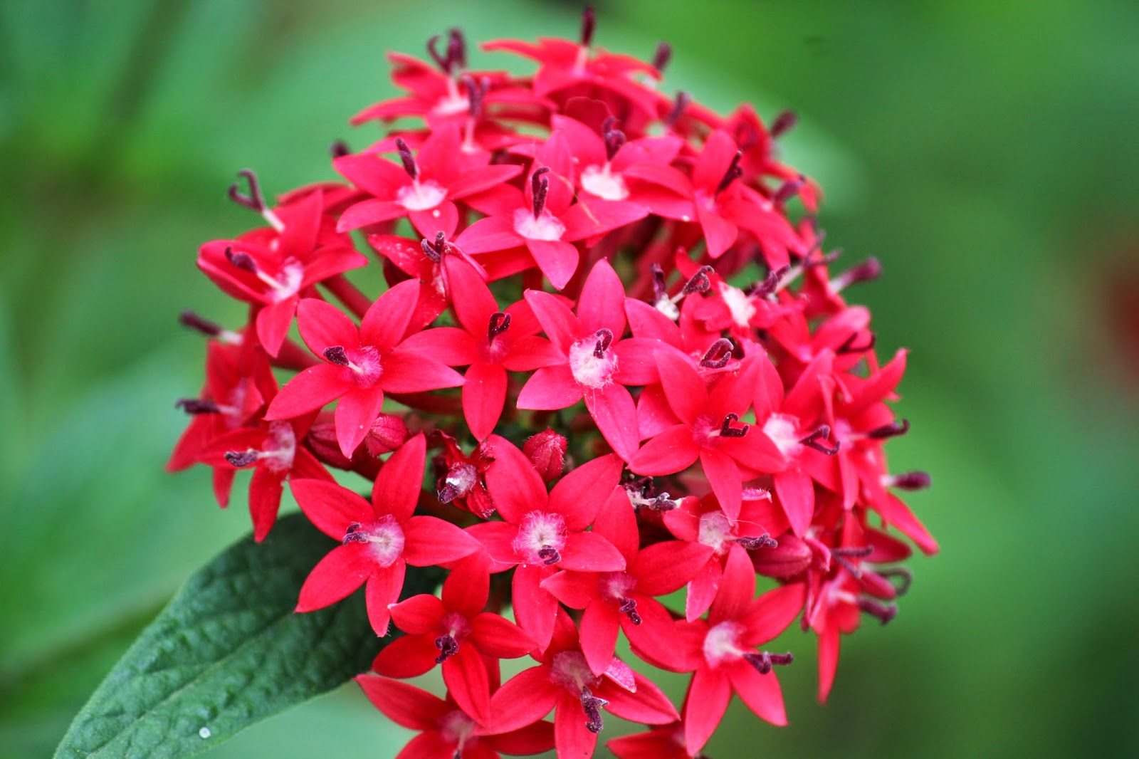 Uma flor por dia: Pentas