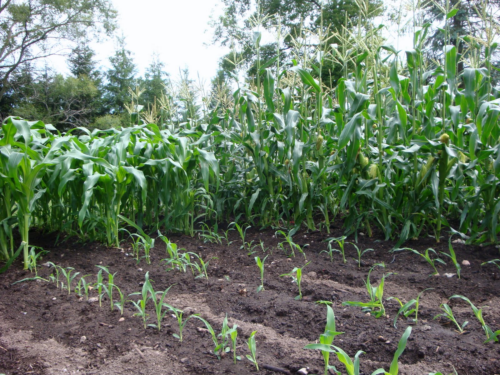 The Garden for Eatin'--for Practical Vegetable Gardening: Sweet Corn is ...