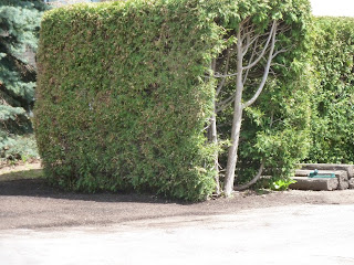 Marlene's Space: Cedar Hedge