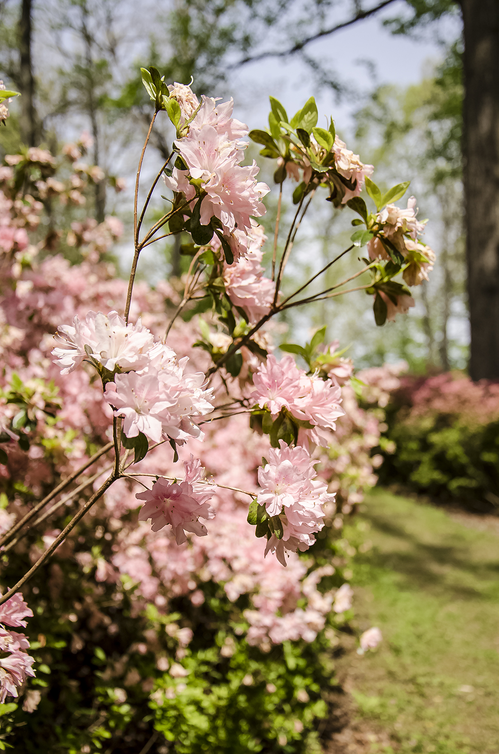 Brighton Dam Azalea Garden