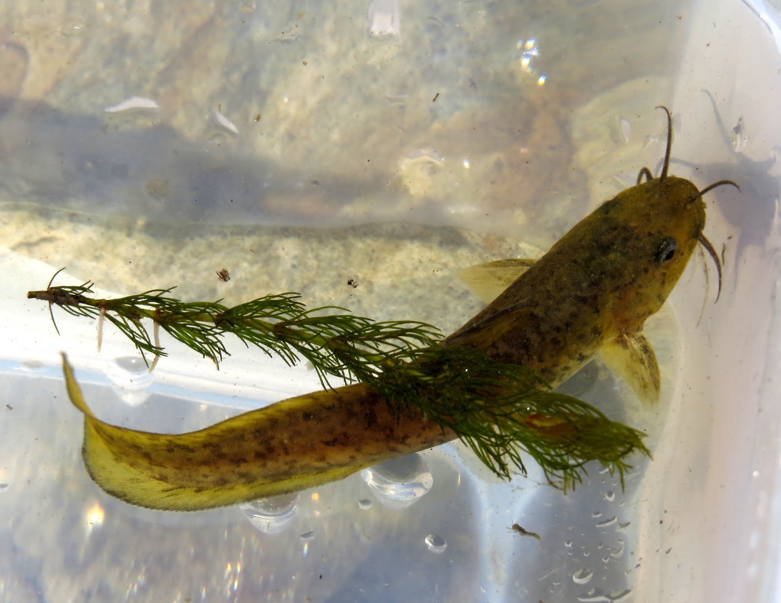 Brisbane's Babbling Brook