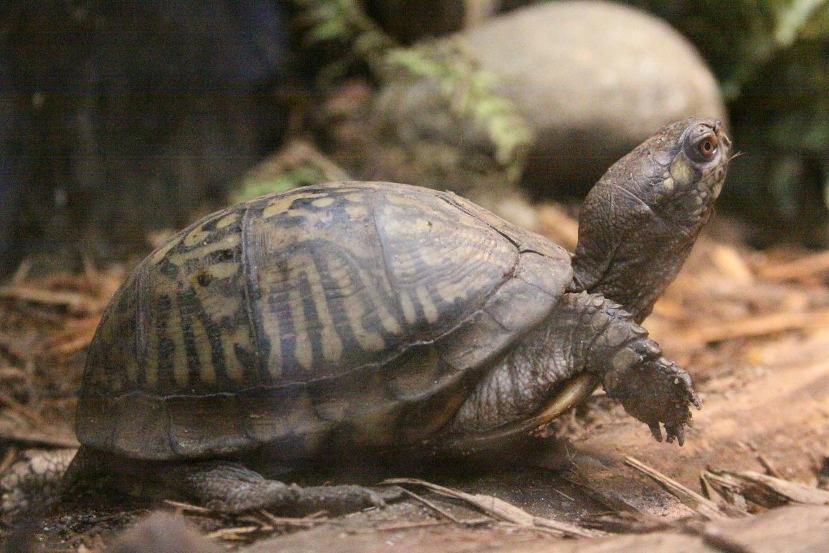 Michigan Exposures: A Warm Day at the Detroit Zoo