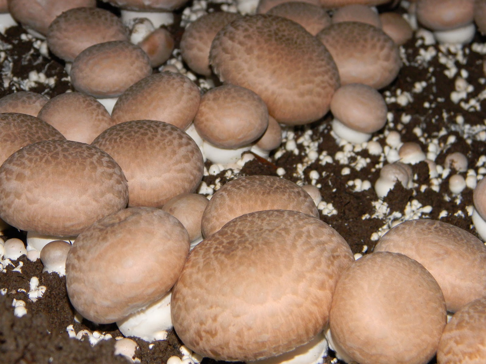 Les champignons en cuisine
