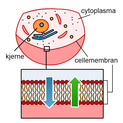 1mt16 SO Populærvidenskabelige artikler