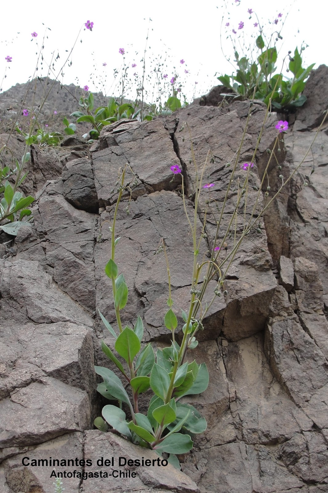 Caminantes del Desierto: FLORA DE LA COMUNA DE MEJILLONES (CORDILLERA COSTERA)