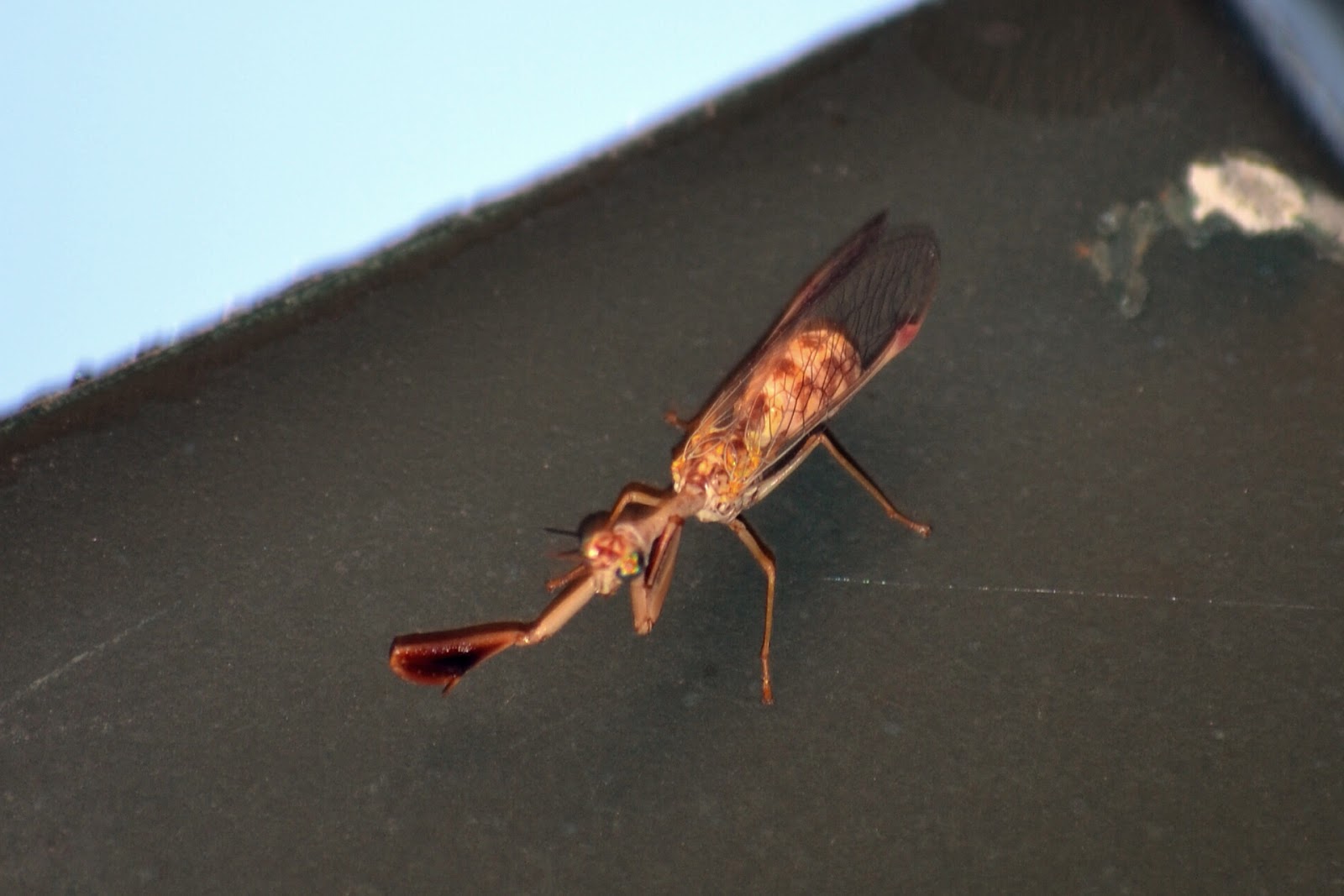 Amantes de la ornitología: Caprichos de la evolución: Mantispa styriaca