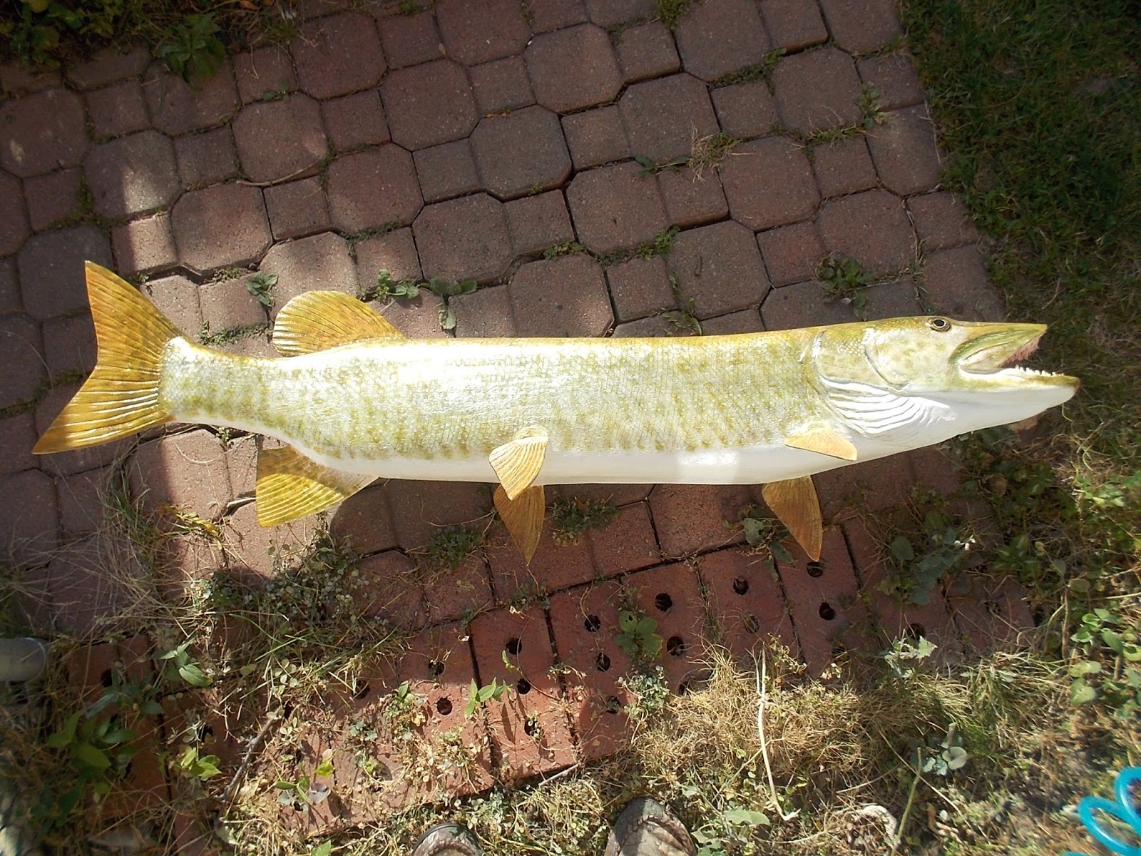 CHARLES WEISS ART: LARGE WOOD CARVED MUSKIE in PROGRESS