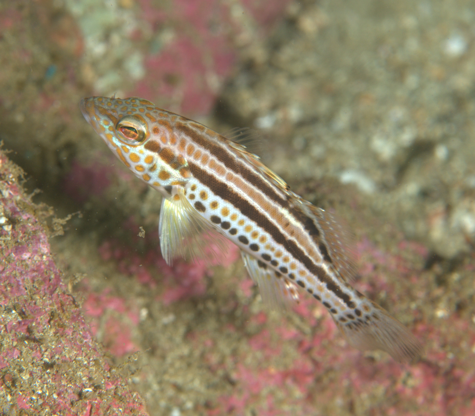 The Best of Underpressure Photography: Goldspotted Sand Bass series ...