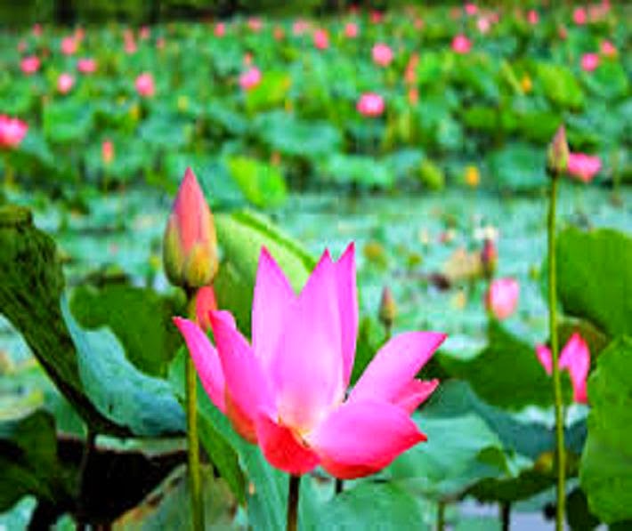 KHASIAT DAN KEGUNAAN SAYURAN DAN POKOK HIASAN - Resepi Sheila Rusly