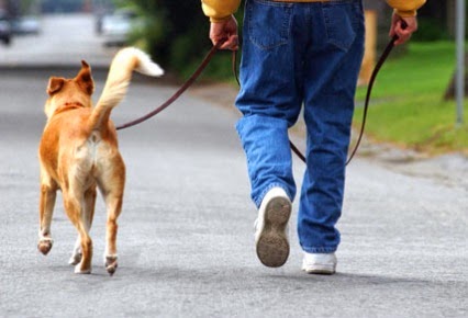 Entrena a tu perro para caminar sin jalar la correa ~ DankroftK9 Blog