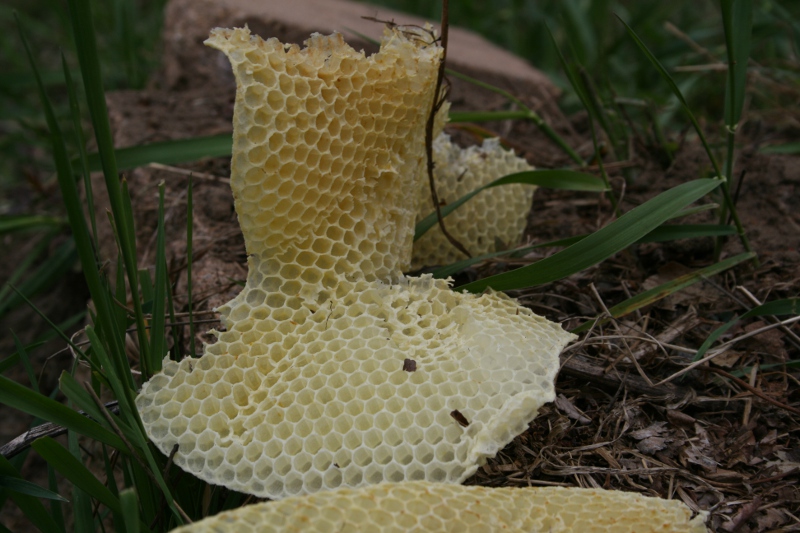 The Amateur Apiarist