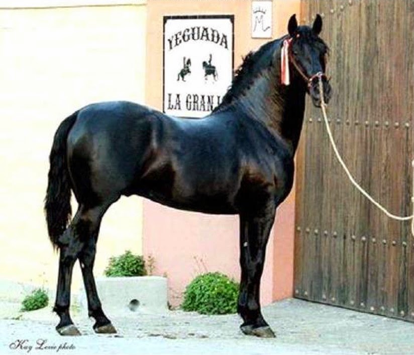 Colores de los Caballos ~ Caballos del Sur Lakota Sur México