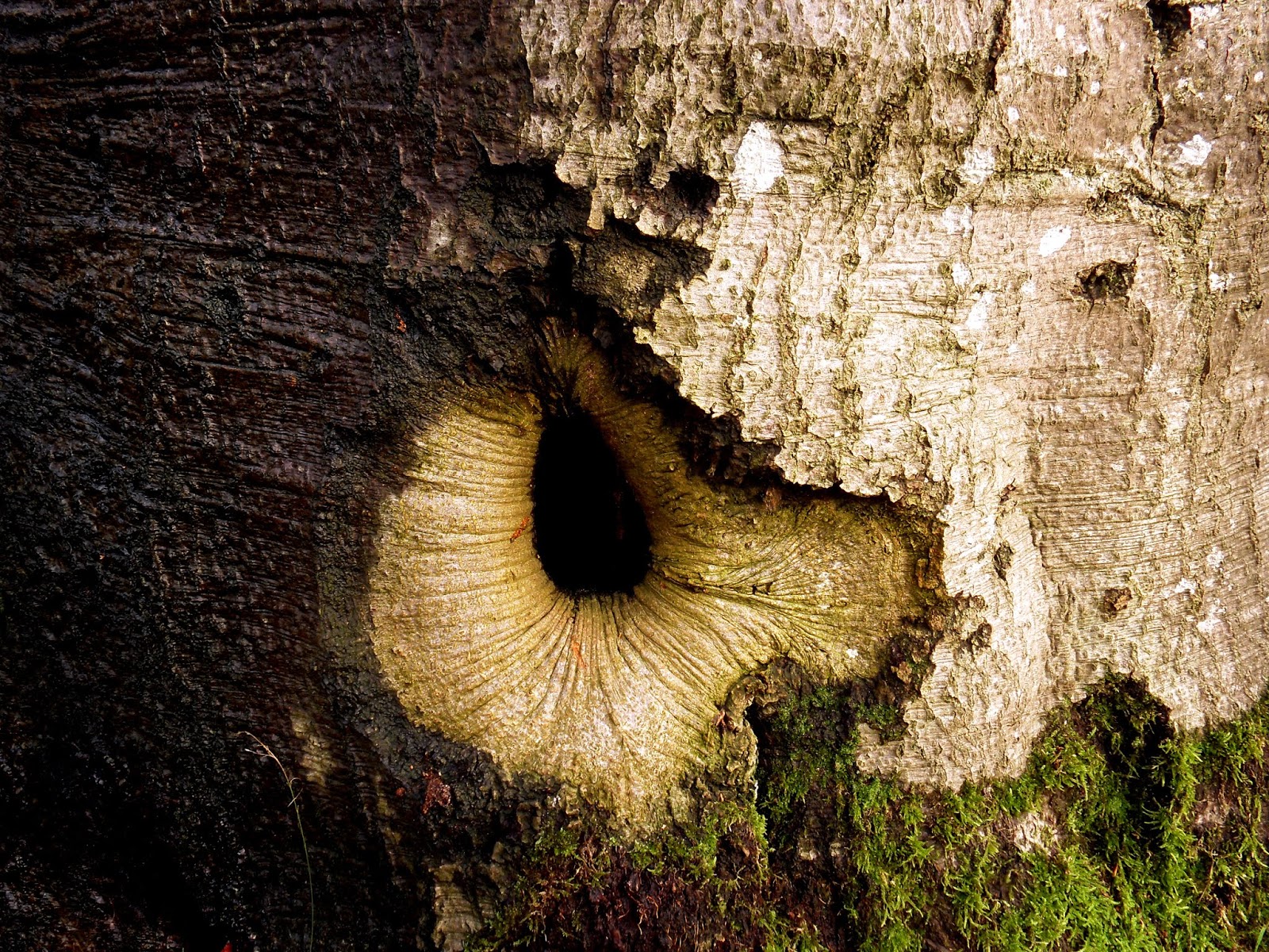 Anne MOREAU: En tenues de soirée ou en haillons magnifiques, les arbres