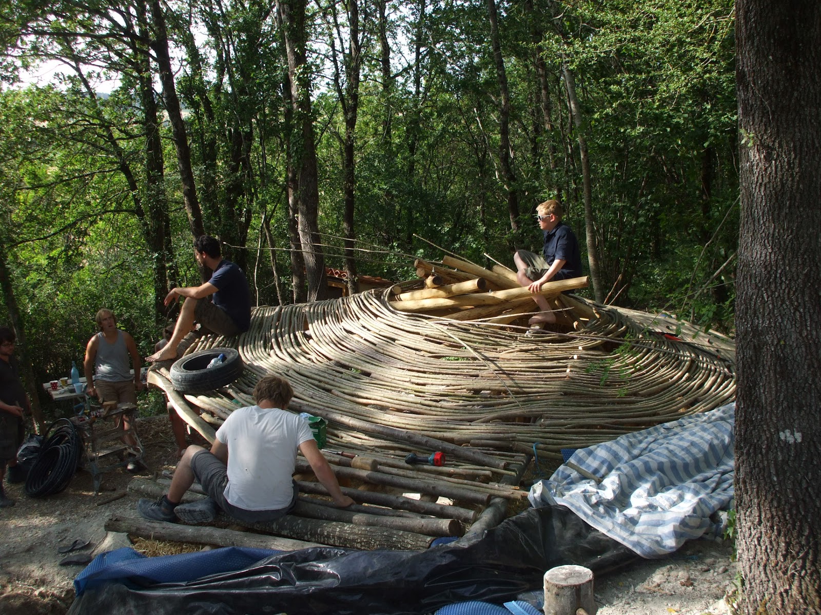 in search of the kiwi: willow roof structure