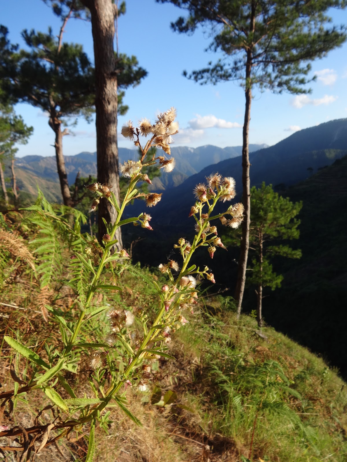 Herbs from Distant Lands: Laggera alata - Winged-Stem Laggera, Liu Leng ...
