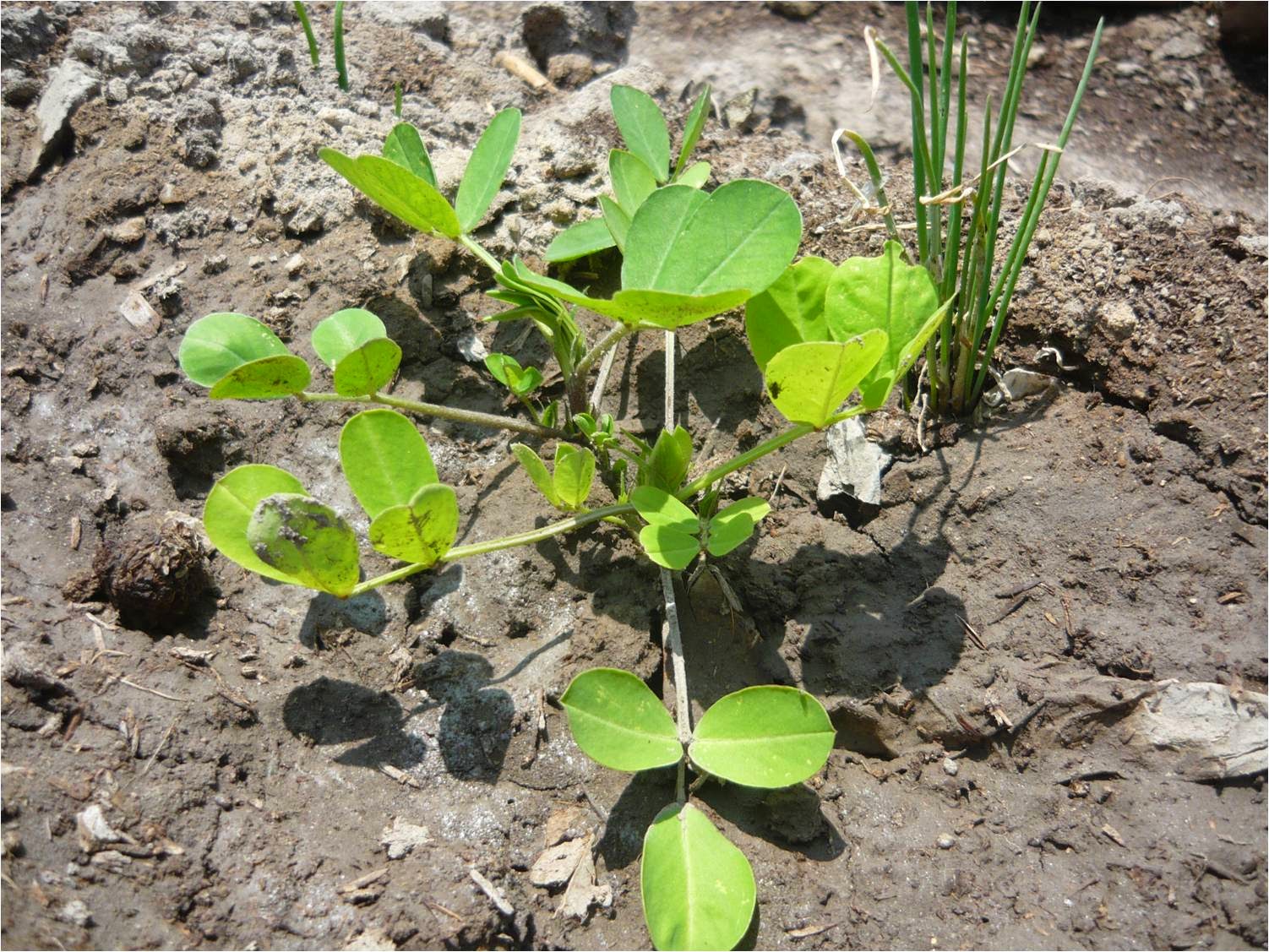 ALTERNATIVA ECOLÓGICA: CULTIVO DE MANÍ