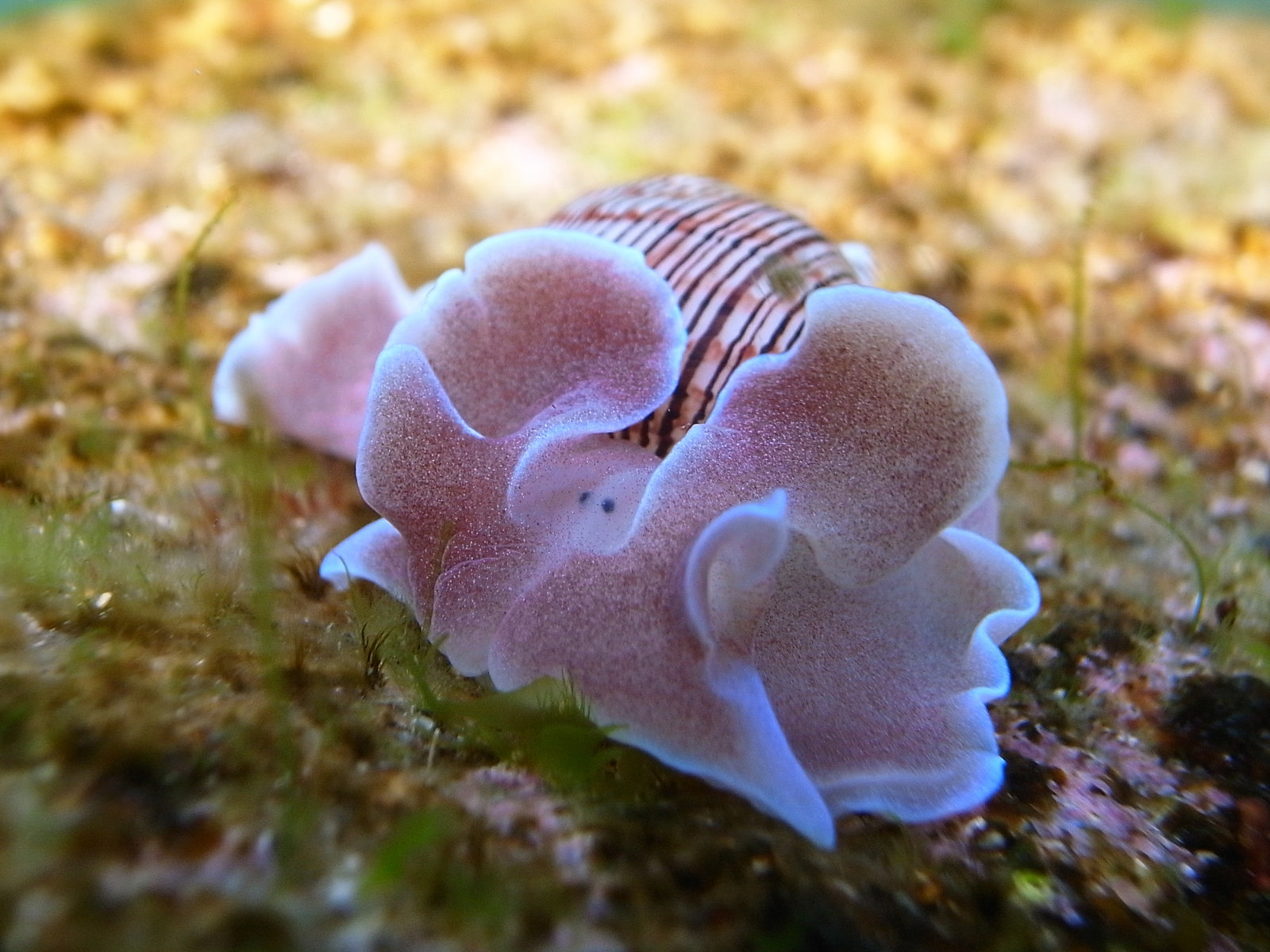 Real Monstrosities: Striped Bubble Shell