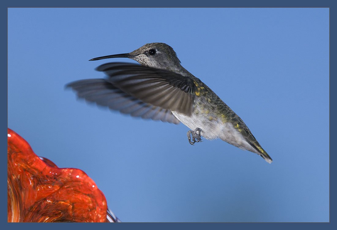 M. Raeder - Photography: Hummingbirds