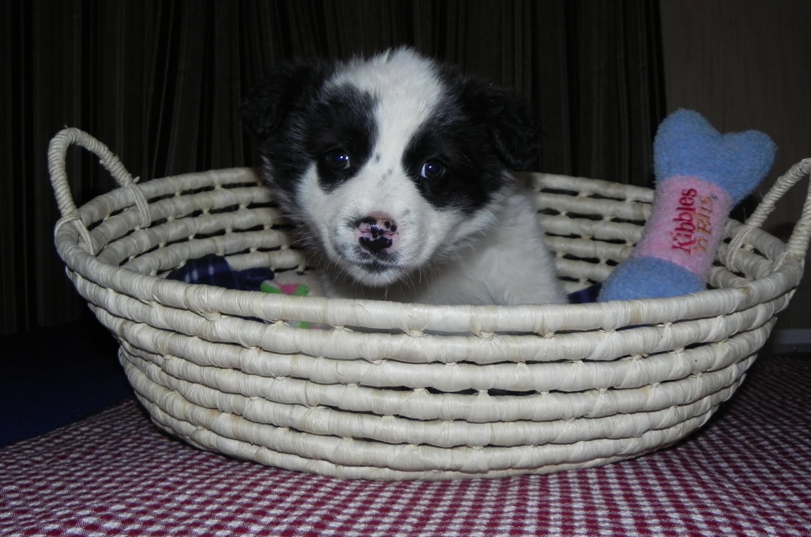 CPR's Dog Blog: Friday Fix - Border Collies - My Favorite Breed (5/11/2012)