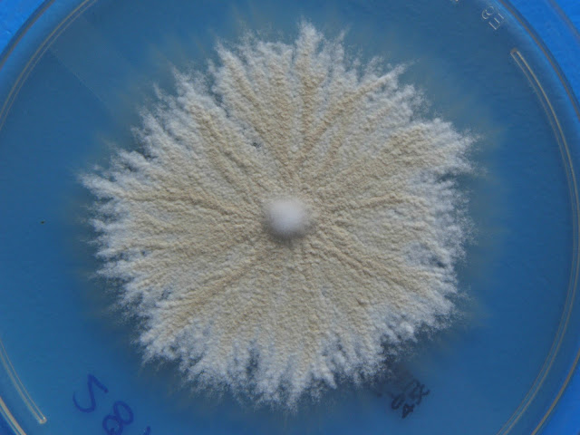 ATLAS MICOLOGIA: MICROSPORUM GYPSEUM