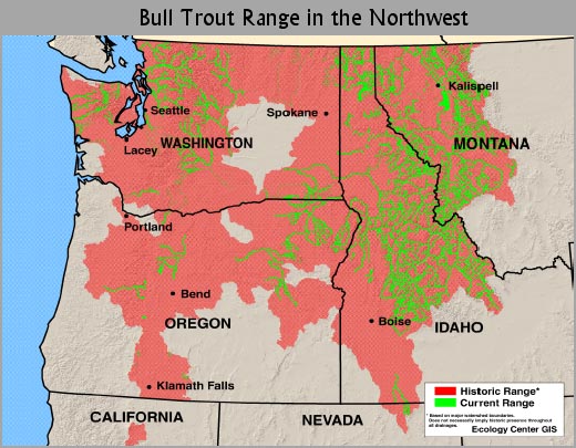 BIO227Fall2015.05: The Bull Trout