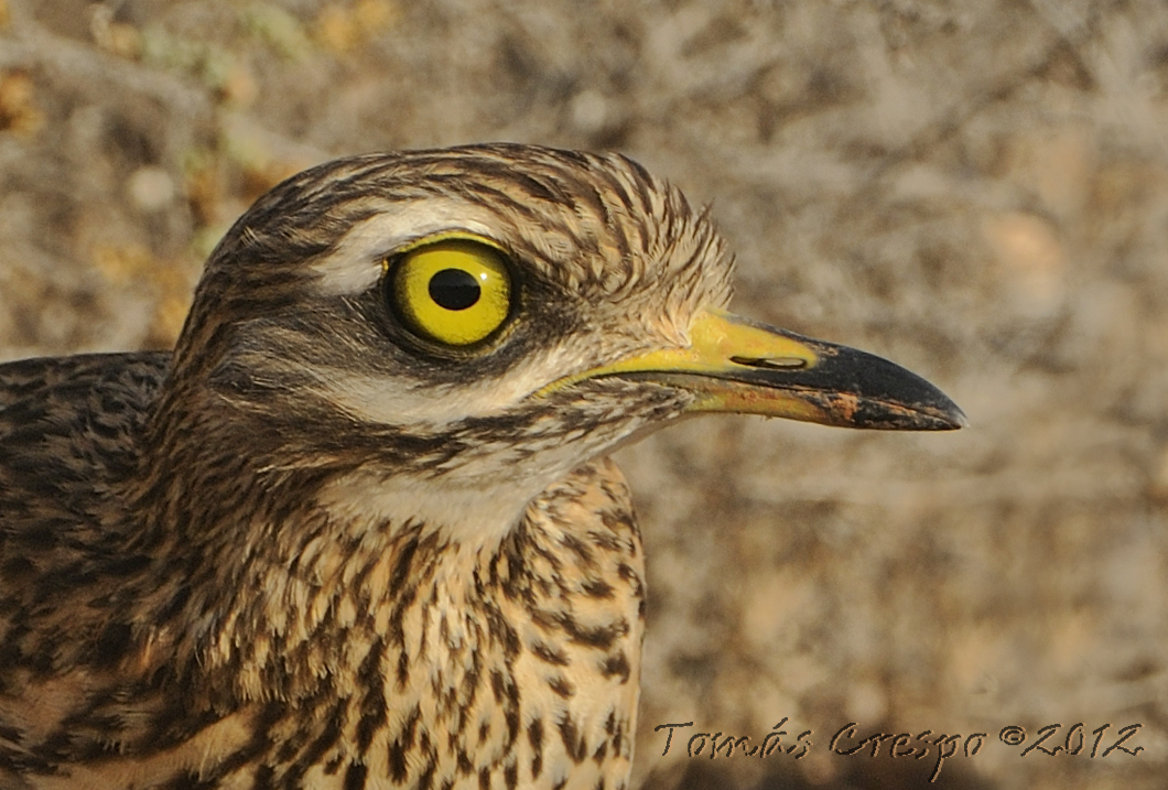 ! Andando por las ramas !: Alcaraván en Fuerteventura, Burhinus ...