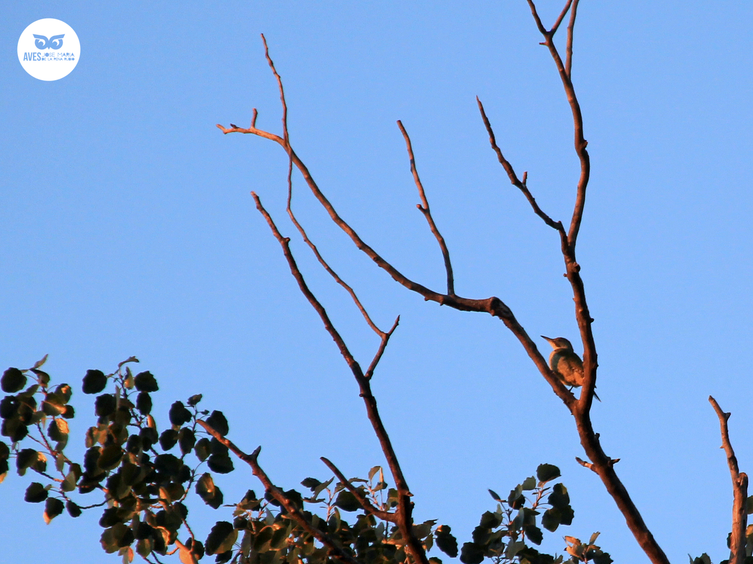 Blue Nature, el blog: Naturaleza al sureste de Madrid