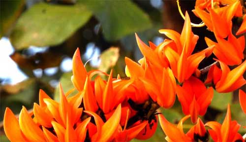 Tesu Flowers and Holi Festival | Hindu Blog