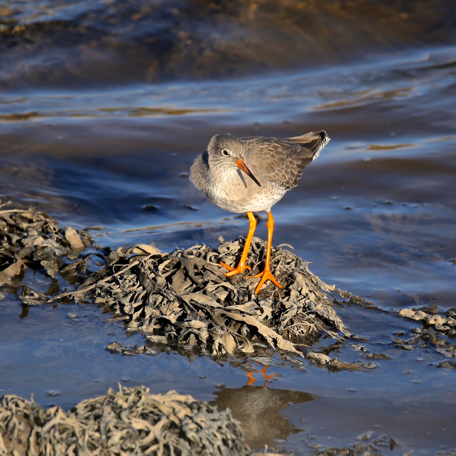 TrogTrogBlog: Bird of the week - Redshank
