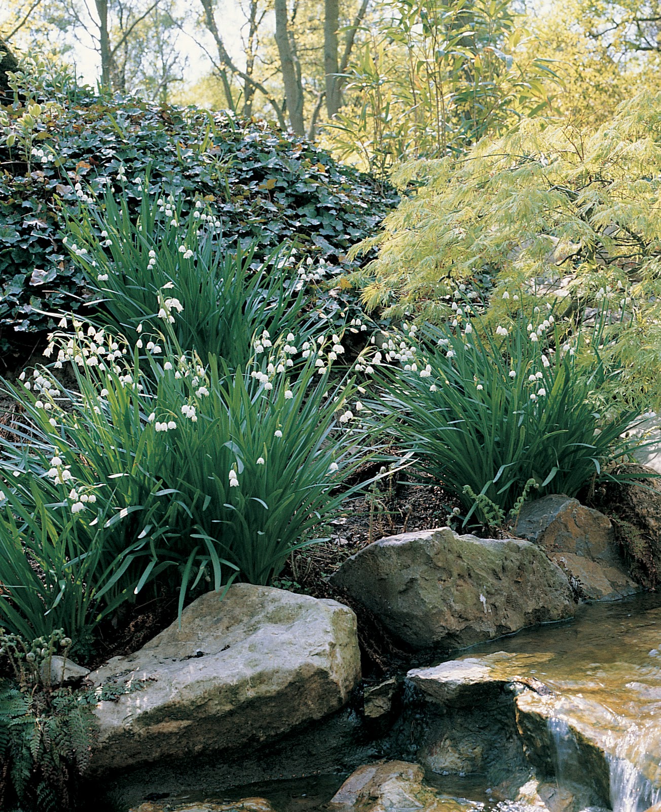Great Bulbs and Perennials: "Summer Snowflake" Leucojum aestivum ssp ...