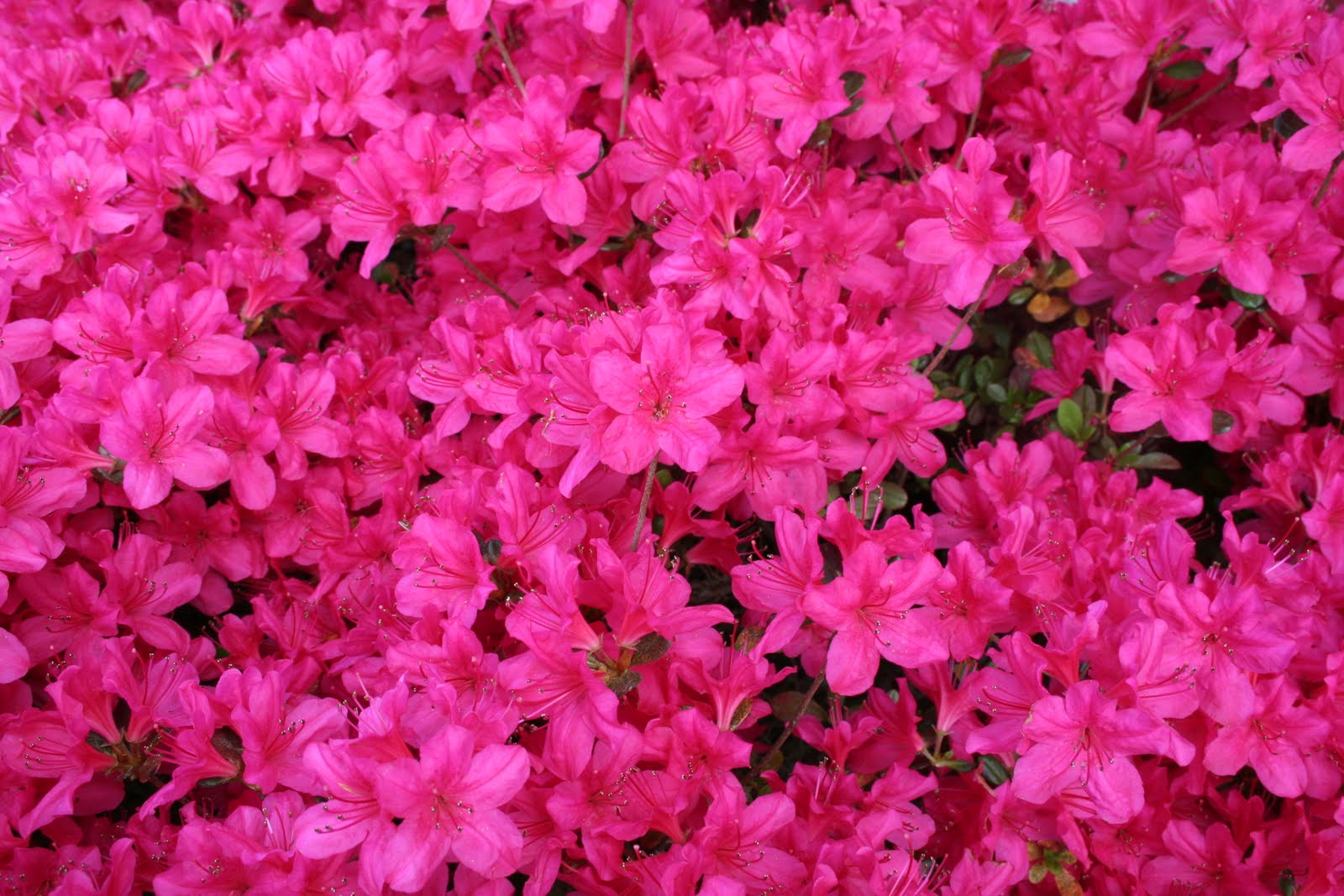 Heartland Family: Azaleas in Bloom