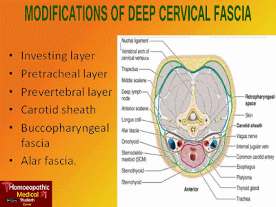 TOPIC- DEEP CERVICAL FASCIA