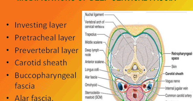 TOPIC- DEEP CERVICAL FASCIA