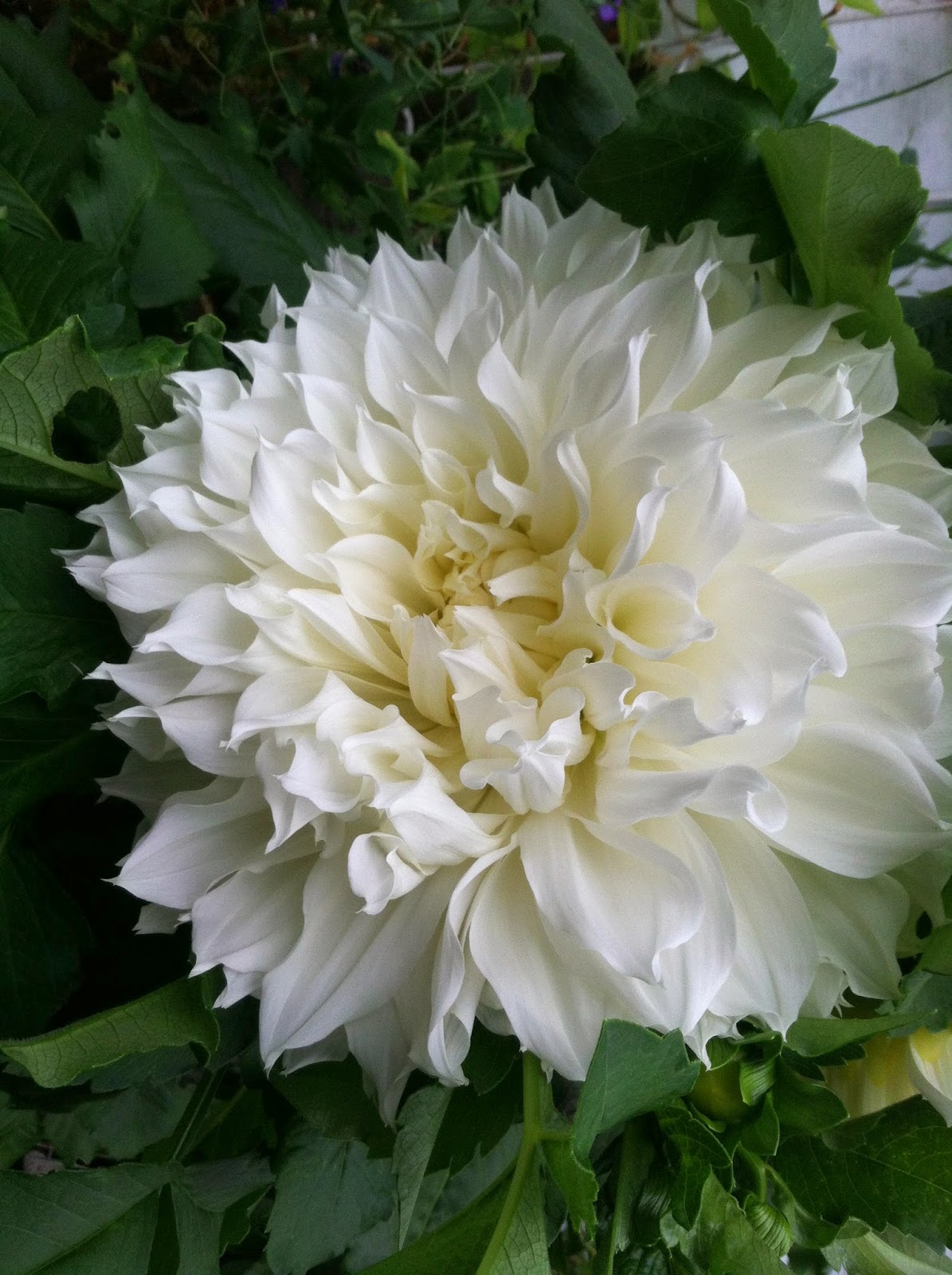 I Love My Garden: Reminiscing on Last Summer