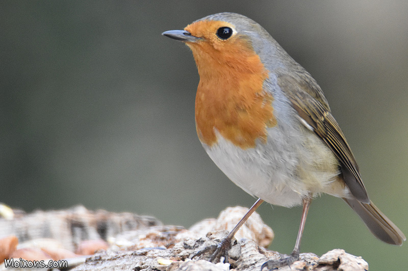 Birding Catalunya: Pit-roig (Erithacus rubecula)