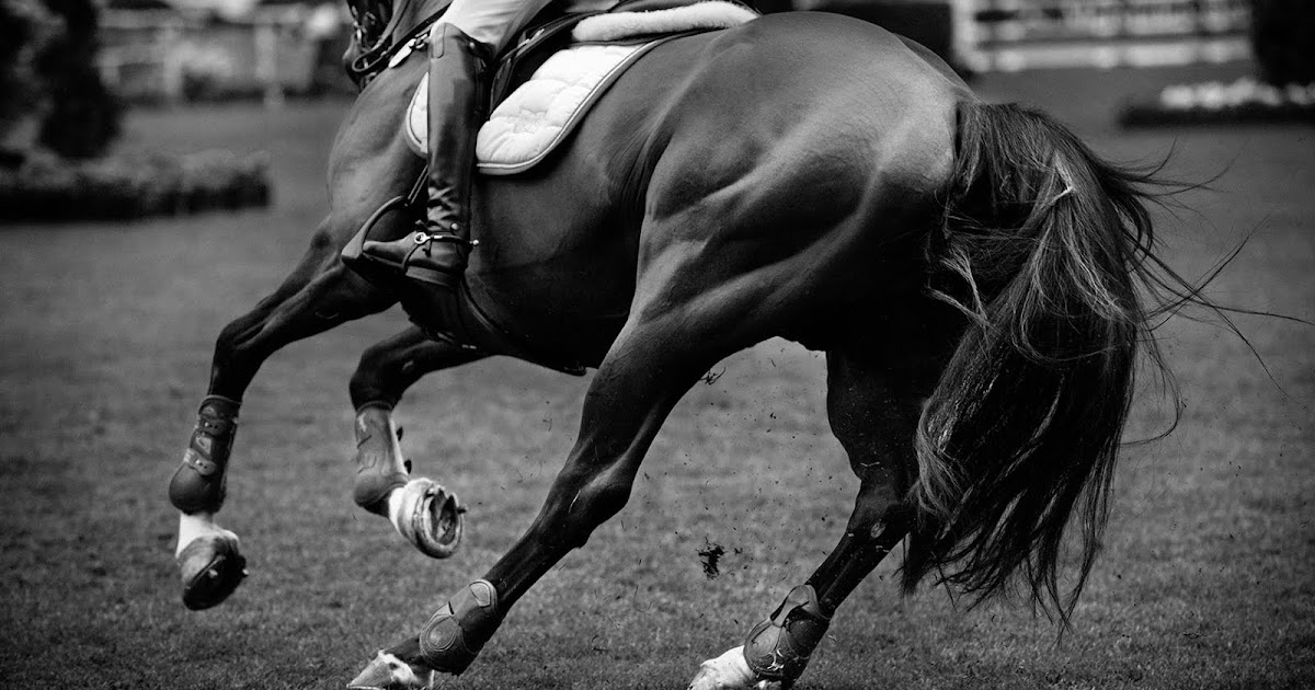 Equitíza-T: ¿Qué es la equitación?