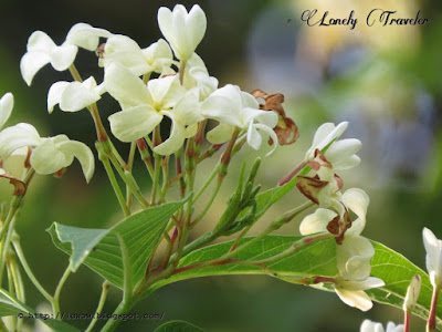 Kurchi ful (কুর্চি ফুল) - Holarrhena pubescens