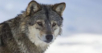 TAG on-line: Crying wolf in Aveyron