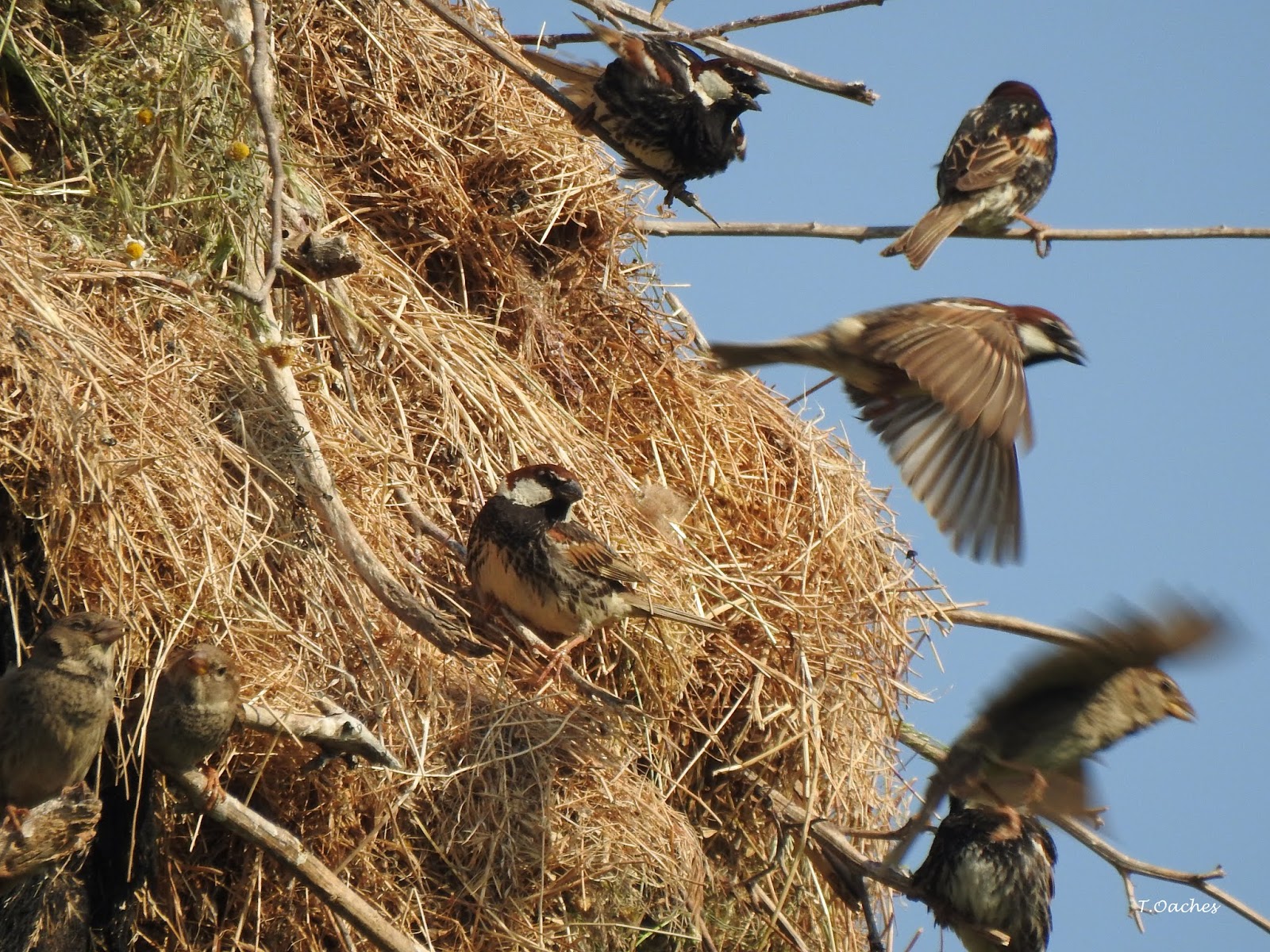 PASARI DIN ROMANIA: VRABIE NEGRICIOASA, Passer hispaniolensis