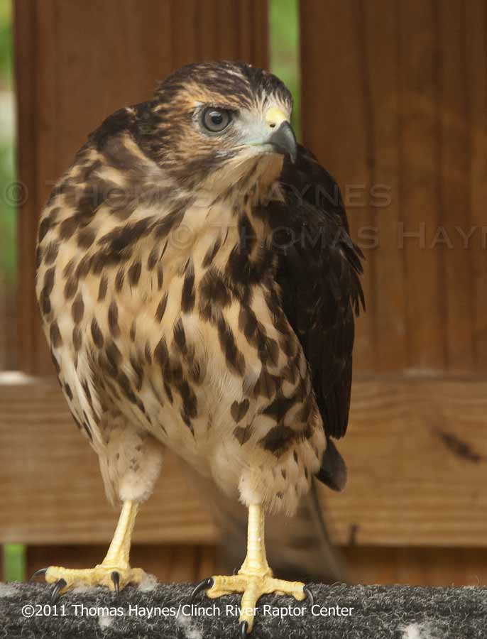 Landing Heron.. awkward beauty Cats, Photos,Jewelry,Jesus: Broad Winged ...