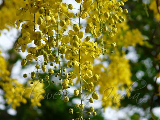 MY WORLD: Amaltas