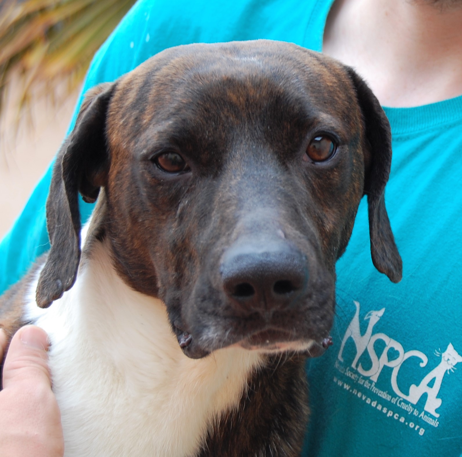 Fredrick, Harris, Jeremiah, Nathan, and Santino