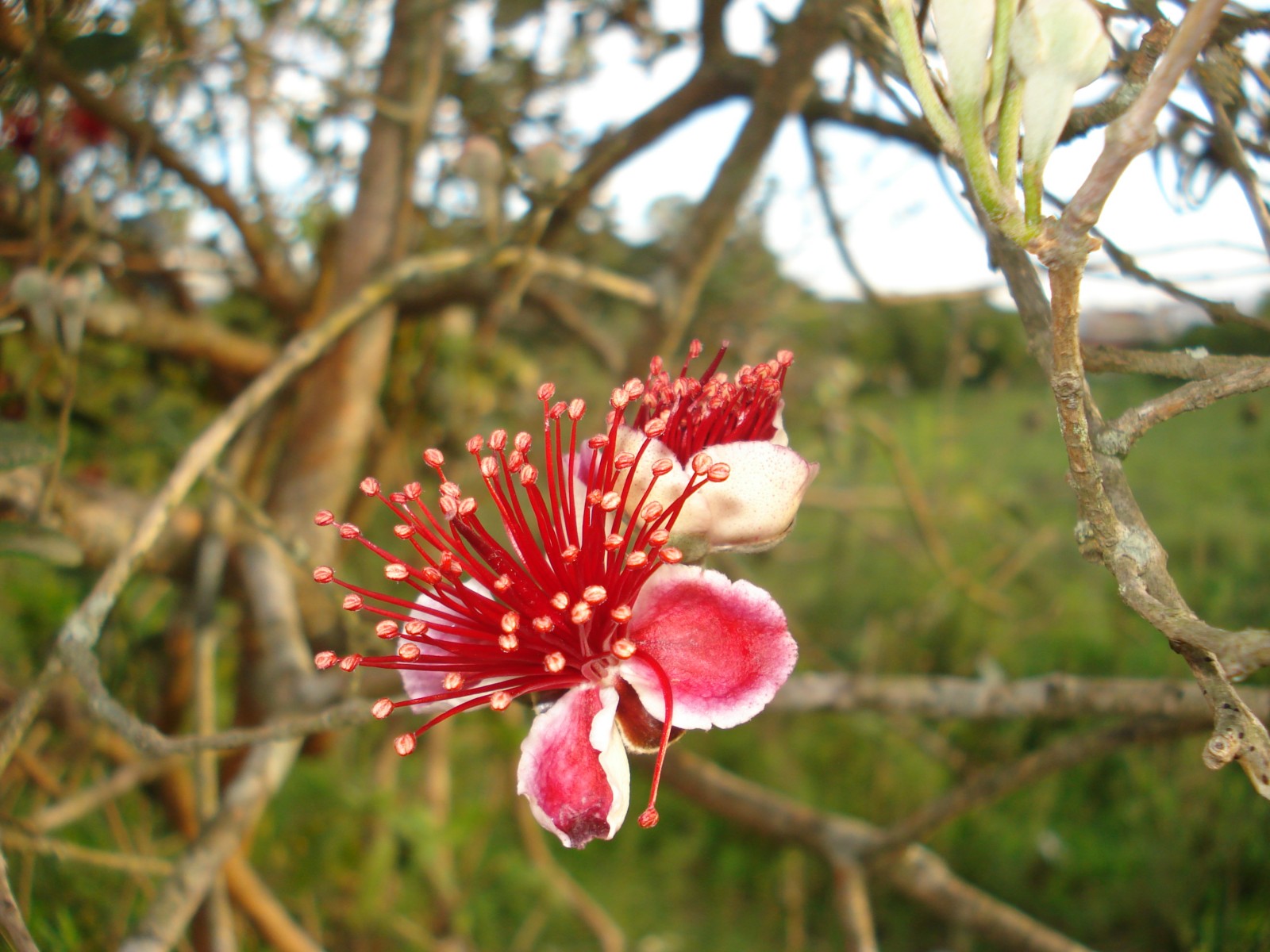 Canguçu em cores II: Goiabeira-do-Mato - Goiabeira-Serrana em Flor ...