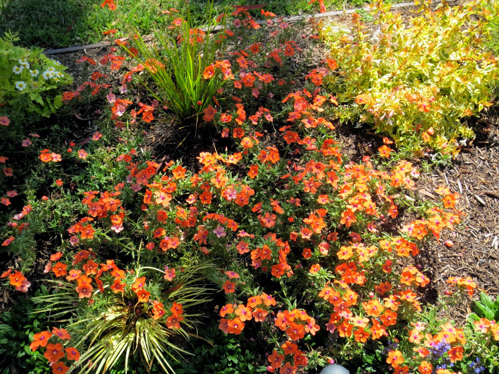 Late to the Garden Party: My favorite plant this week: Anagallis ...