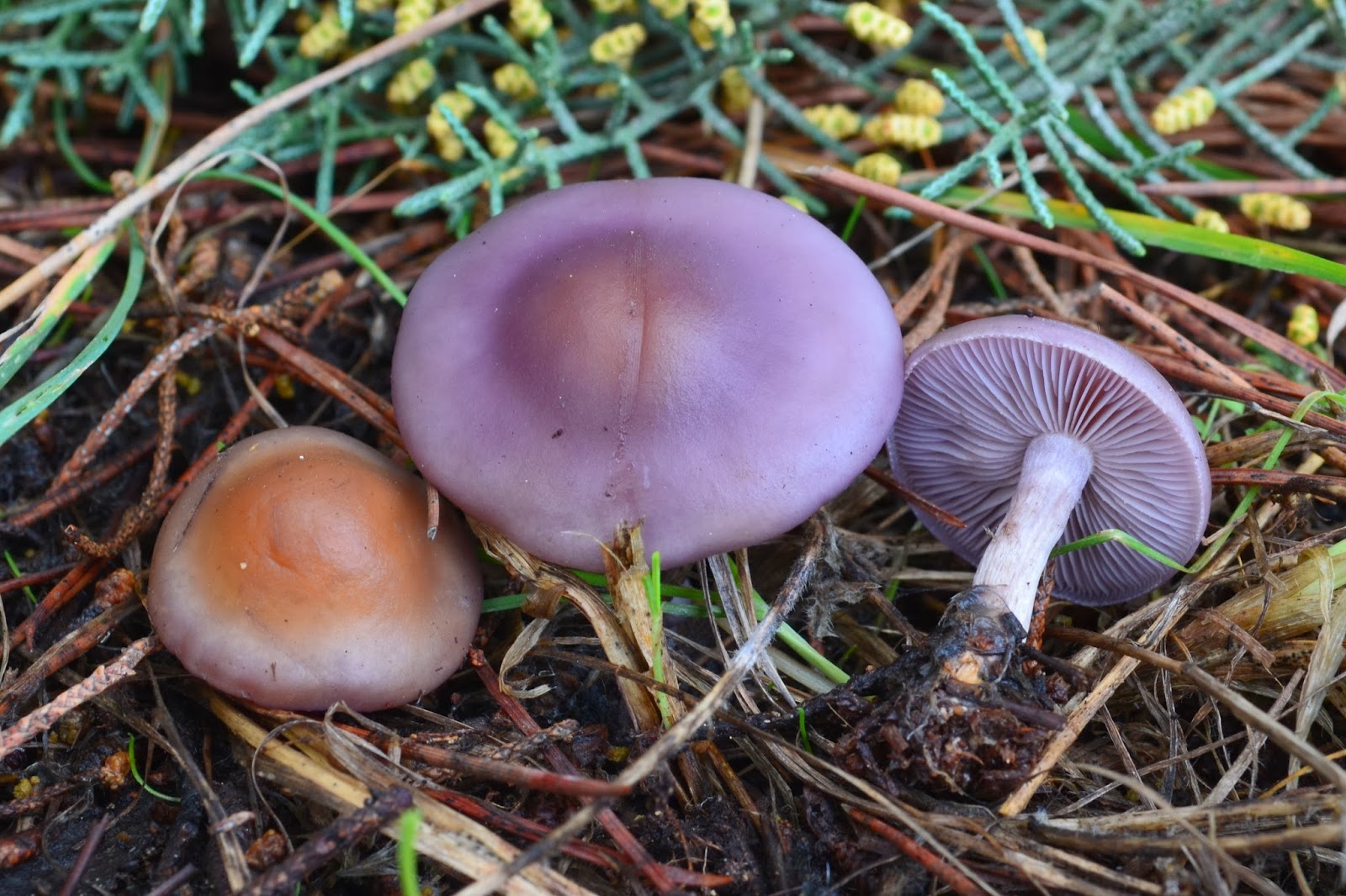 Setas Extremadura : Lepista Sordida