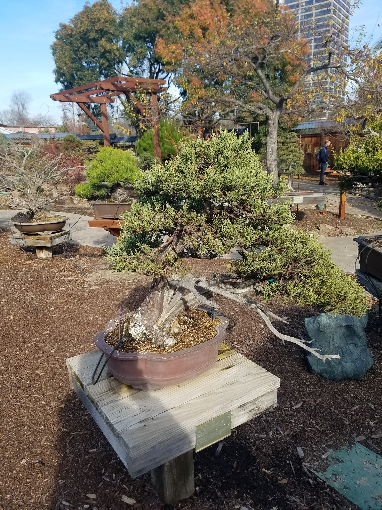 bonsai trees salt lake city